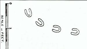 Track's of Satan: Appearance of the Devil's Footprints in Devon County ...