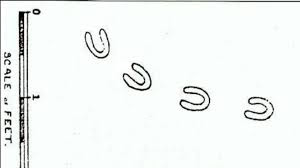 Track's of Satan: Appearance of the Devil's Footprints in Devon County ...