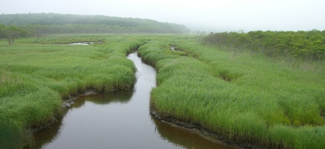 Perbedaan Ekosistem Rawa Gambut dan Air Tawar - Geograph88