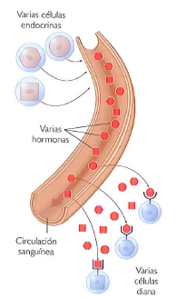 La coordinación hormonal