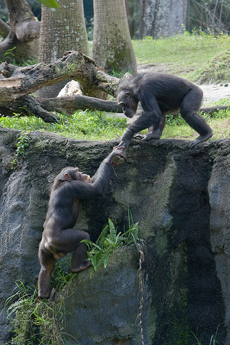 Teamwork | Amazing Creatures