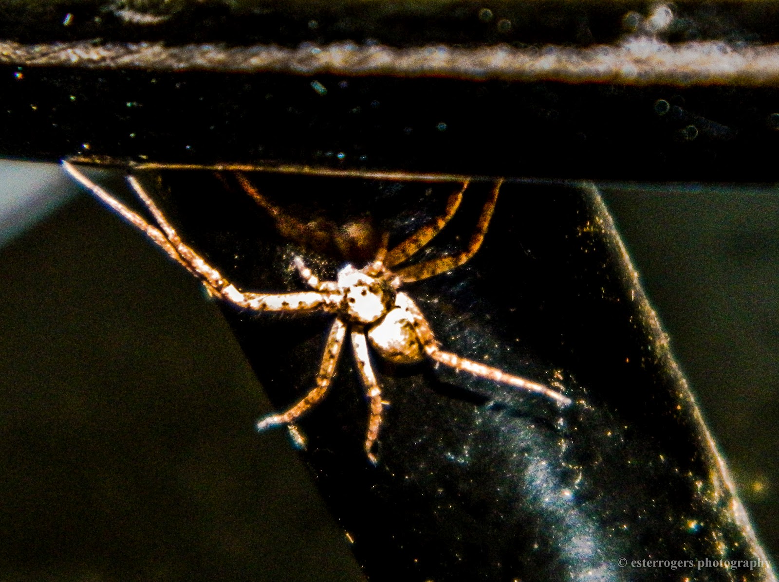 Ester Rogers Photography: SPIDER