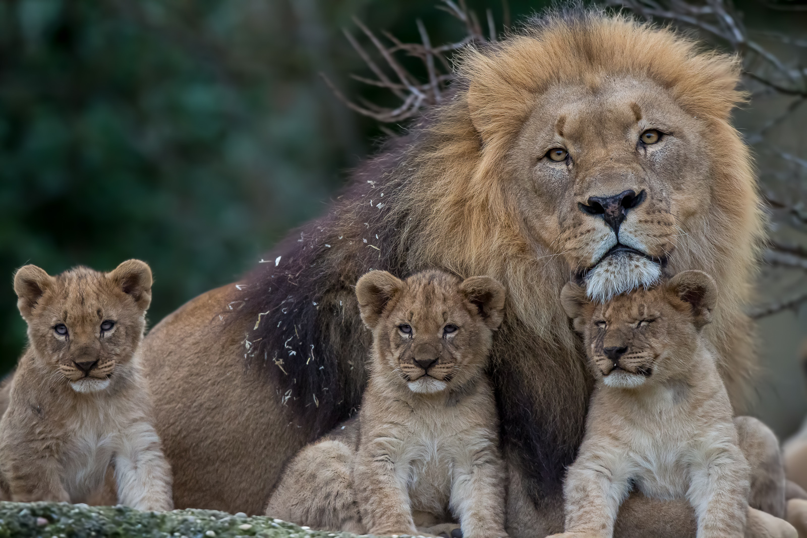 Kari LikeLikes: Lion Pride #nature #animals