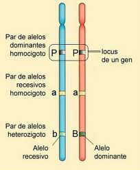 CIENCIAS NATURALES GRADO GRADO 8°. ESCUELA NORMAL SUPERIOR "FPS" MÁLAGA ...