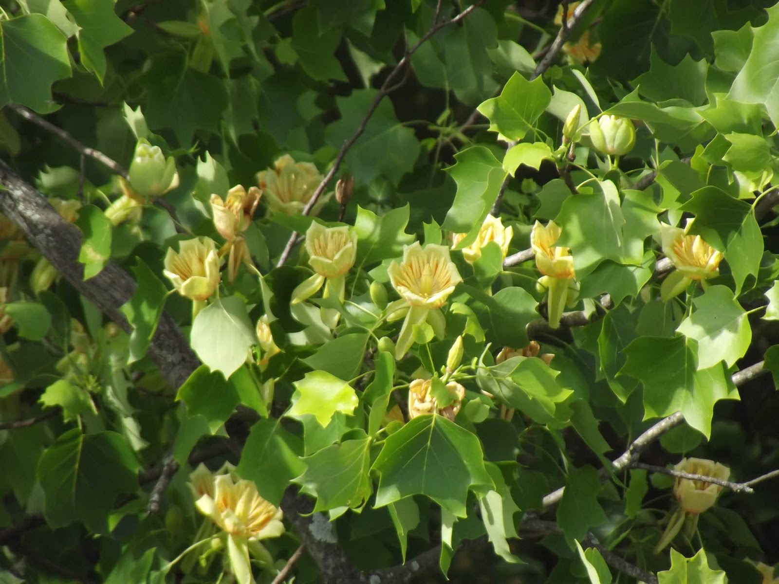Mossy Feet Books: Photo of the Day - Indiana State Tree - Tulip Tree