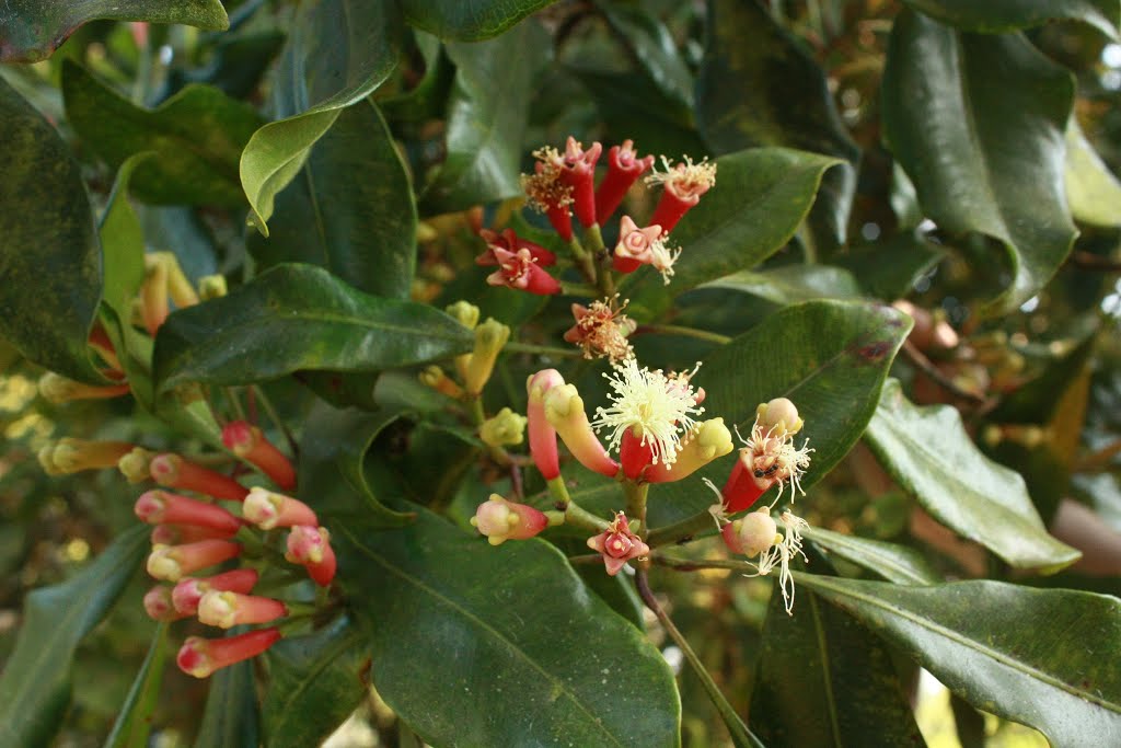 Pohon Cengkeh - Homecare24