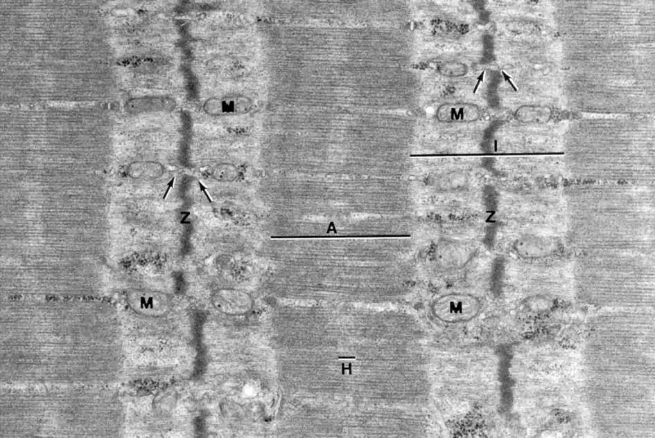 INTRANATOMÍA: 05. FISIOLOGIA DE LAS FIBRAS MUSCULARES