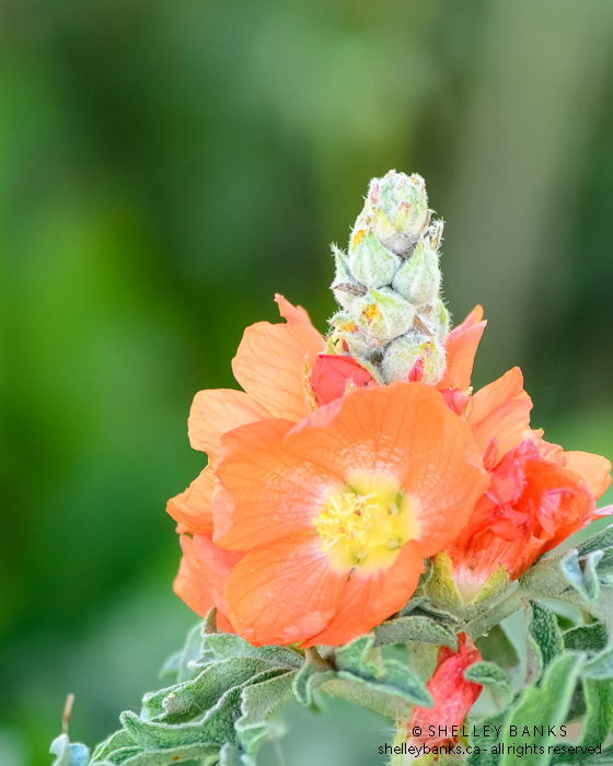Prairie Wildflowers: Scarlet Mallow in the Pasture in the Rain