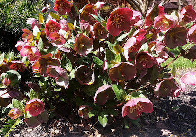 Future Plants by Randy Stewart: Helleborus
