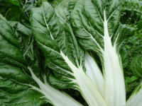 AUX 2 TABLES...: Côtes de blettes à la provençale.