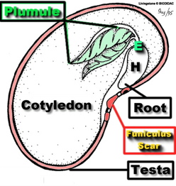 Auey's Bio Blog: (I)GCSE Topic 3.6 Germination Conditions