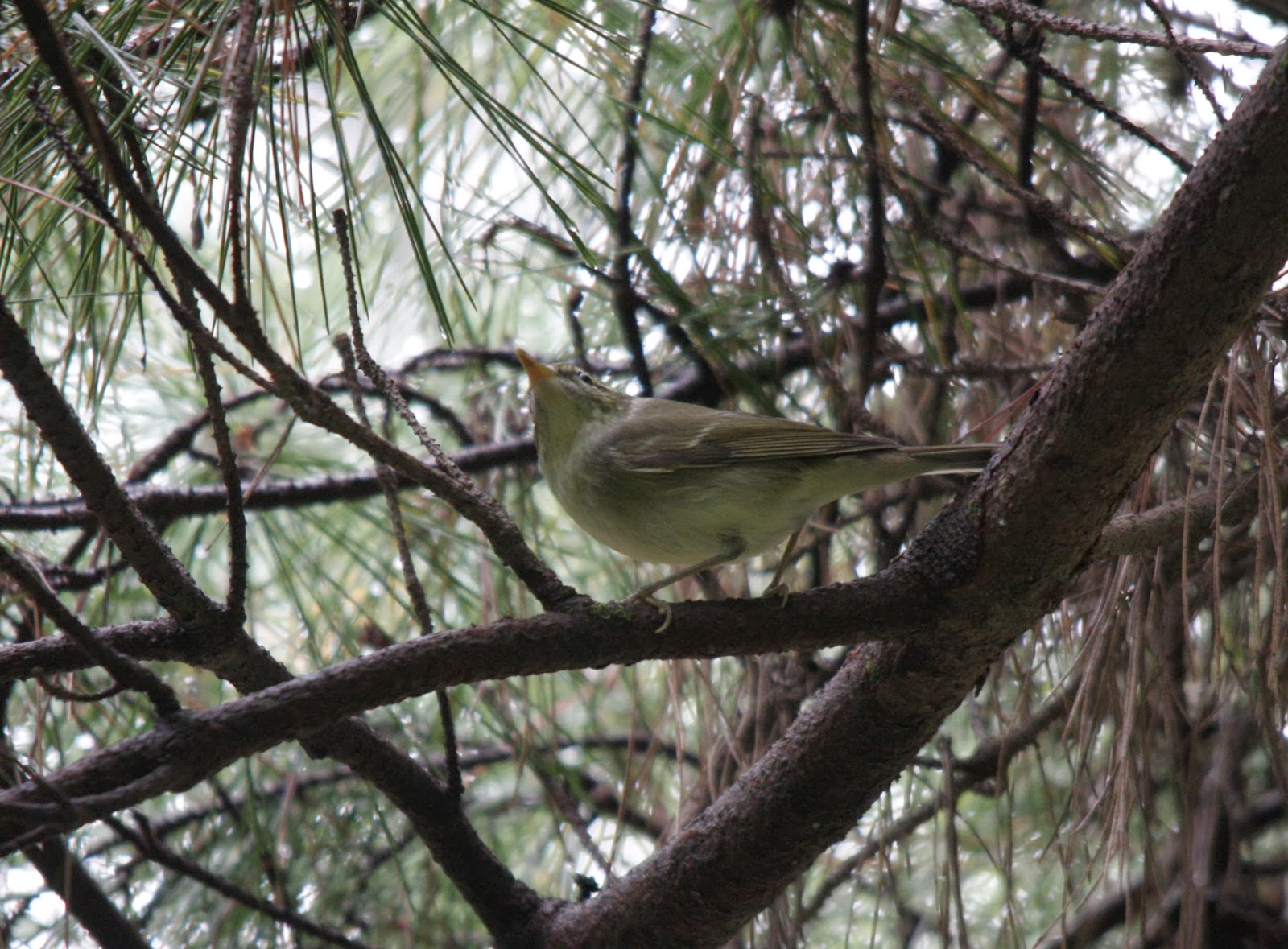 BIRDING - Kyoto, Kansai and Japan: Kamchatka Warbler?