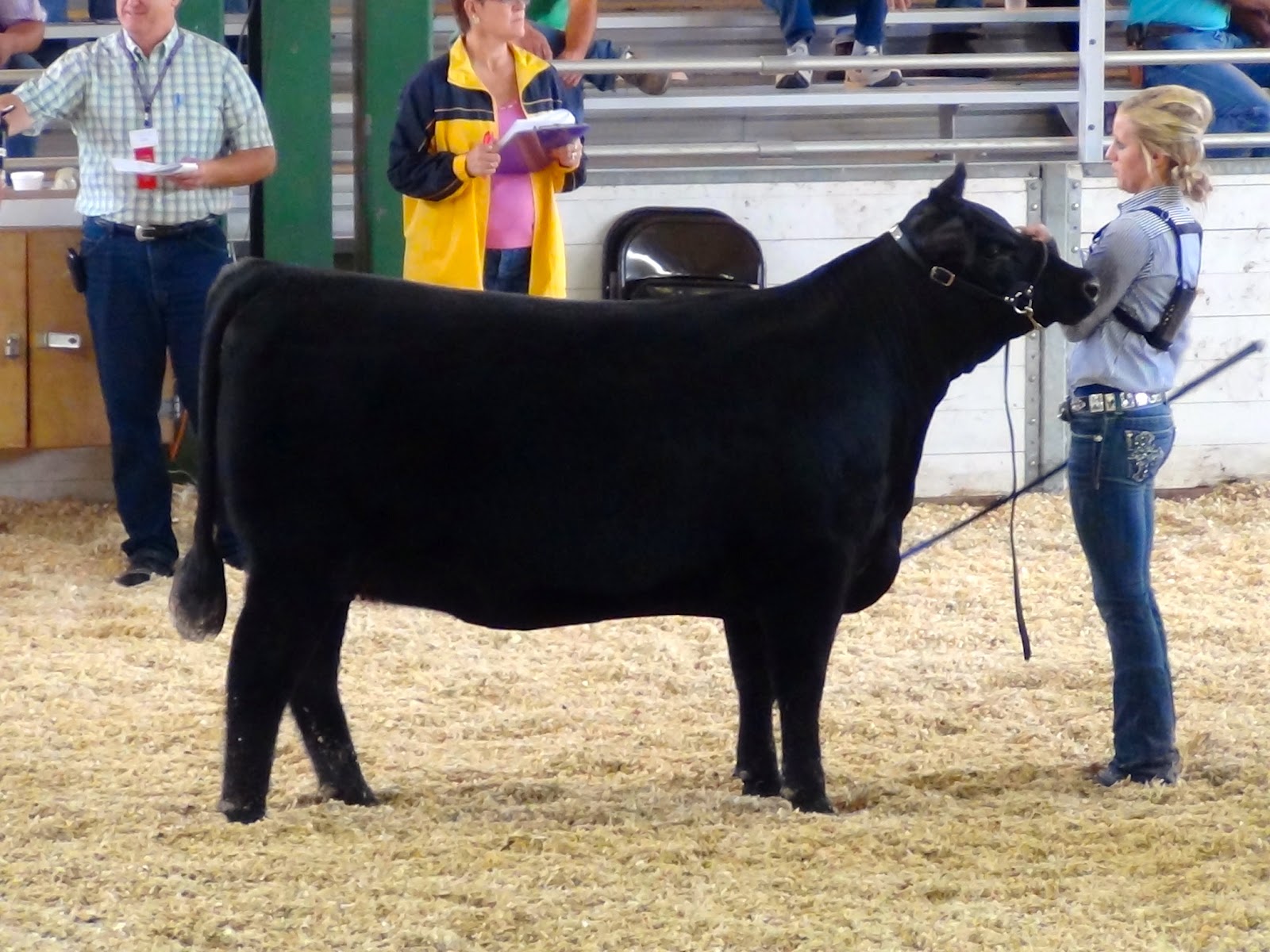 Executive Sires, Inc.: 2012 Illinois State Fair - Angus Heifer ...