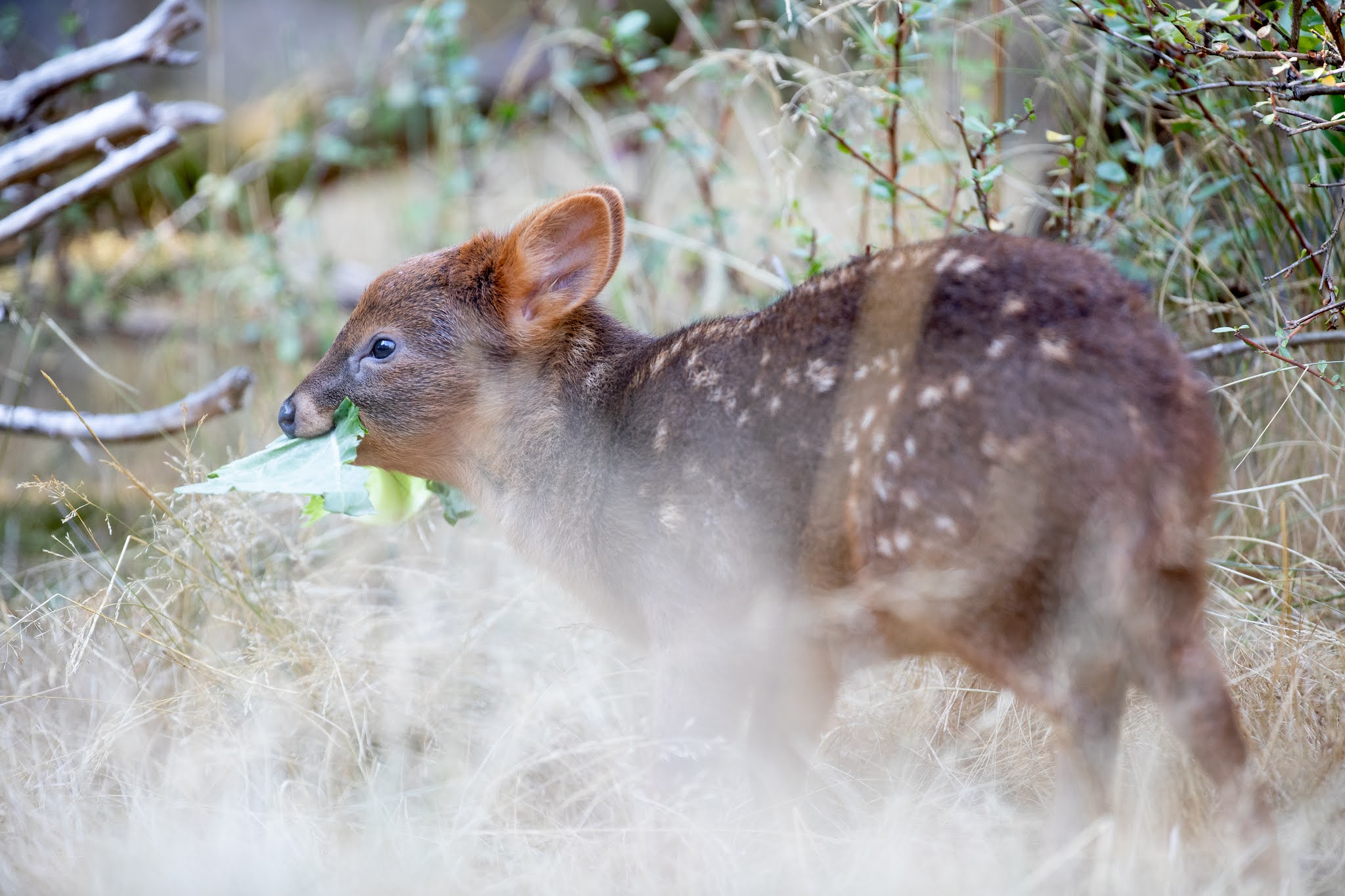 So small, SO cute: Tiny pudu baby has a name!