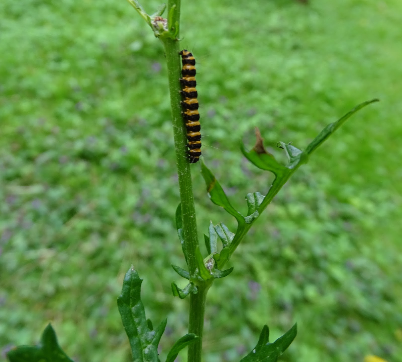 oog voor de natuur: Rups van de Sint-jacobsvlinder (Tyria jacobaeae) op ...
