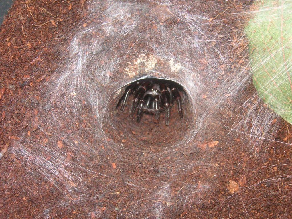 Animales en el Planeta: Atrax robustus (Hadronyche)