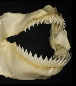View Elasmobranchii -Sharks, Skates, and Rays | DAILY NEWS