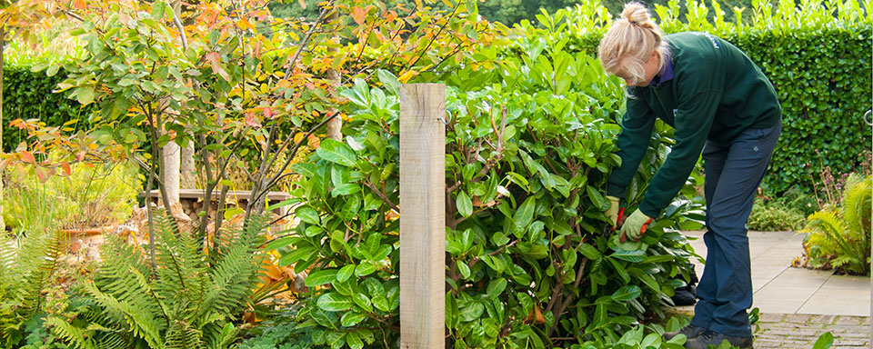 Barnsdale Garden Diary