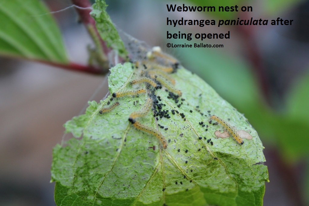 HYDRANGEA CARE FOR JULY