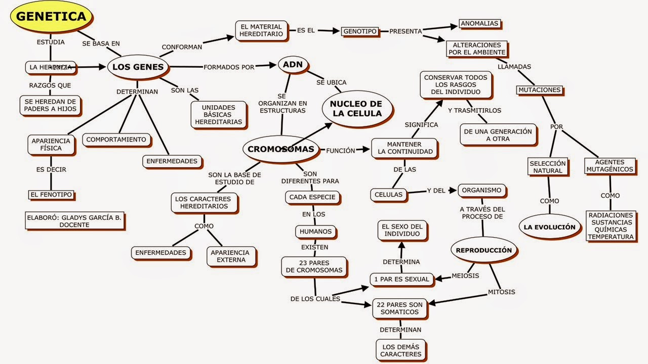 BIOLOGÍA OCTAVO: MAPA CONCEPTUAL DE GENÉTICA