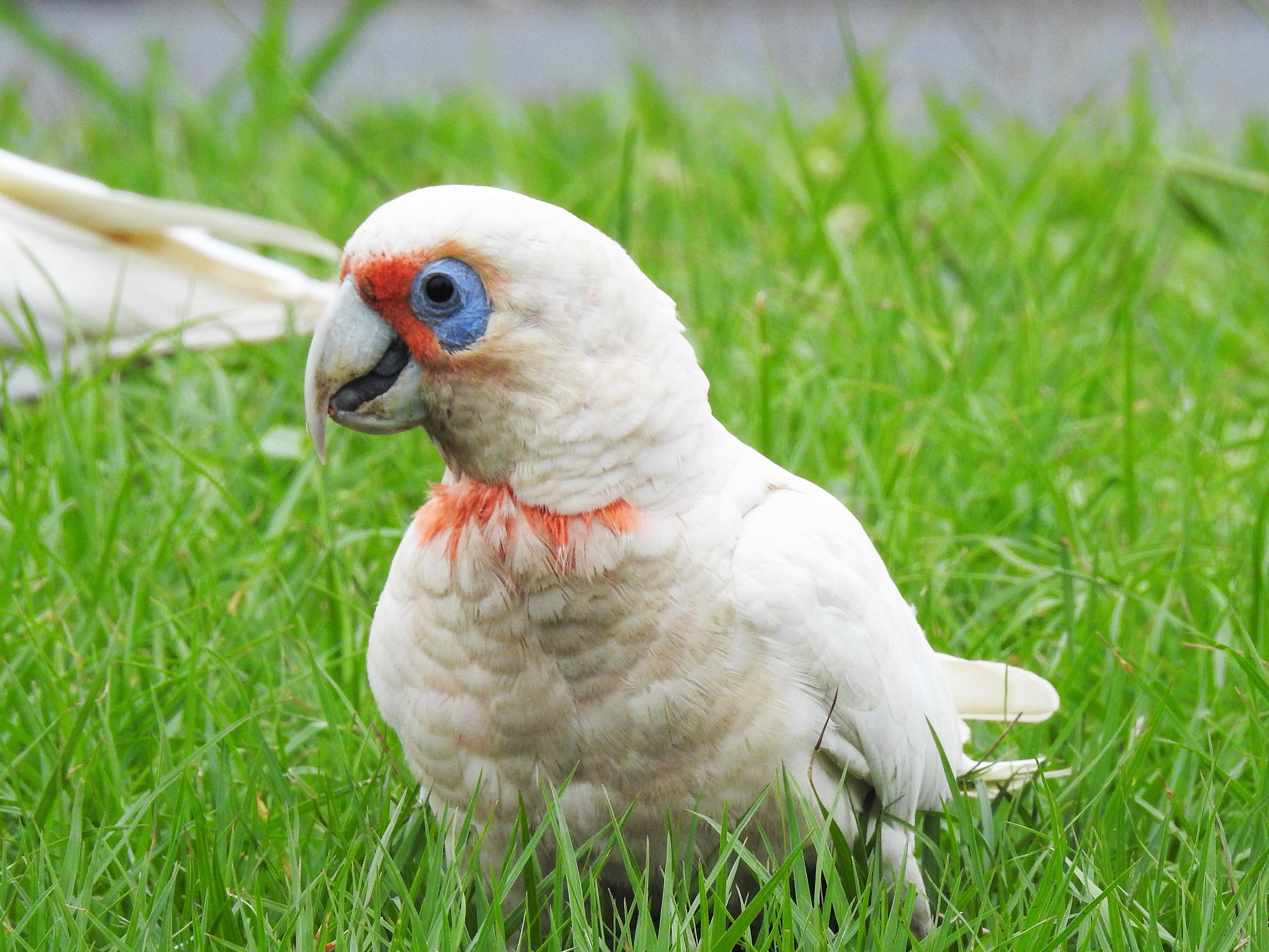 Birding - Tweed Heads - Australia: Tweed Bird List with Photos