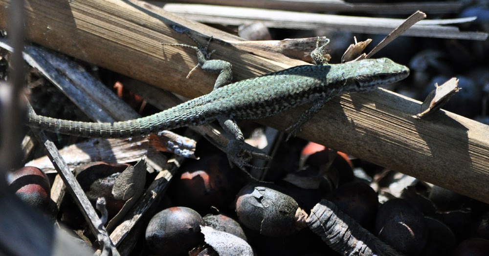 j'ai vu, j'ai photographié, je partage: LE LEZARD