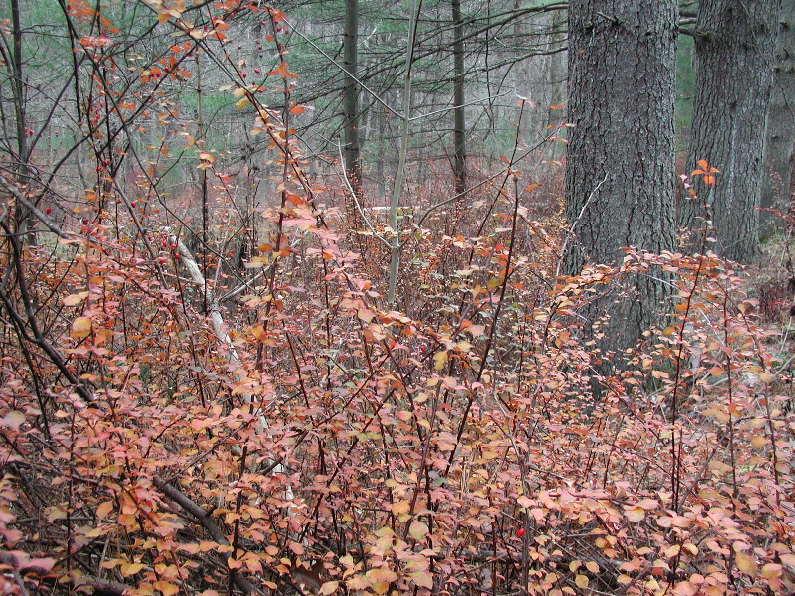 Central Pennsylvania Forestry: Invasive Species Highlight: Japanese ...