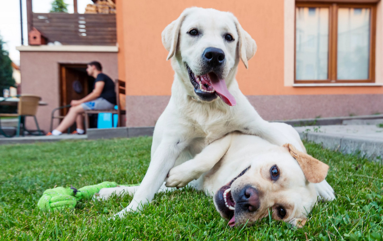 Why Do Dogs Fight? Dog Behavior Problems | Dog Tips Secret