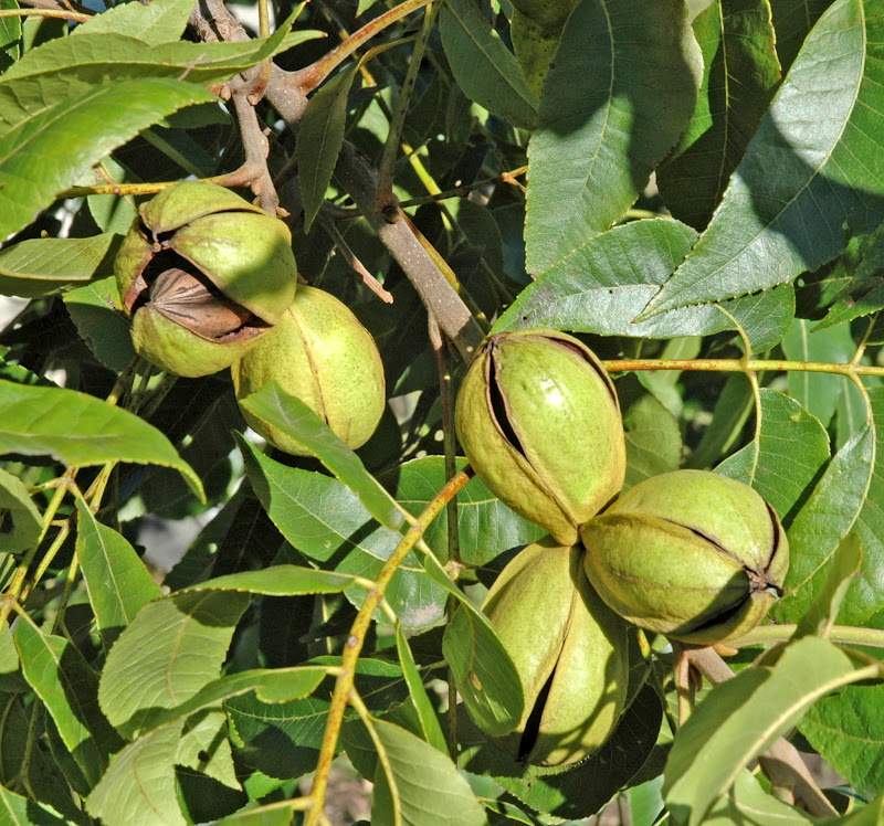Northern Pecans: New early ripening cultivars to watch