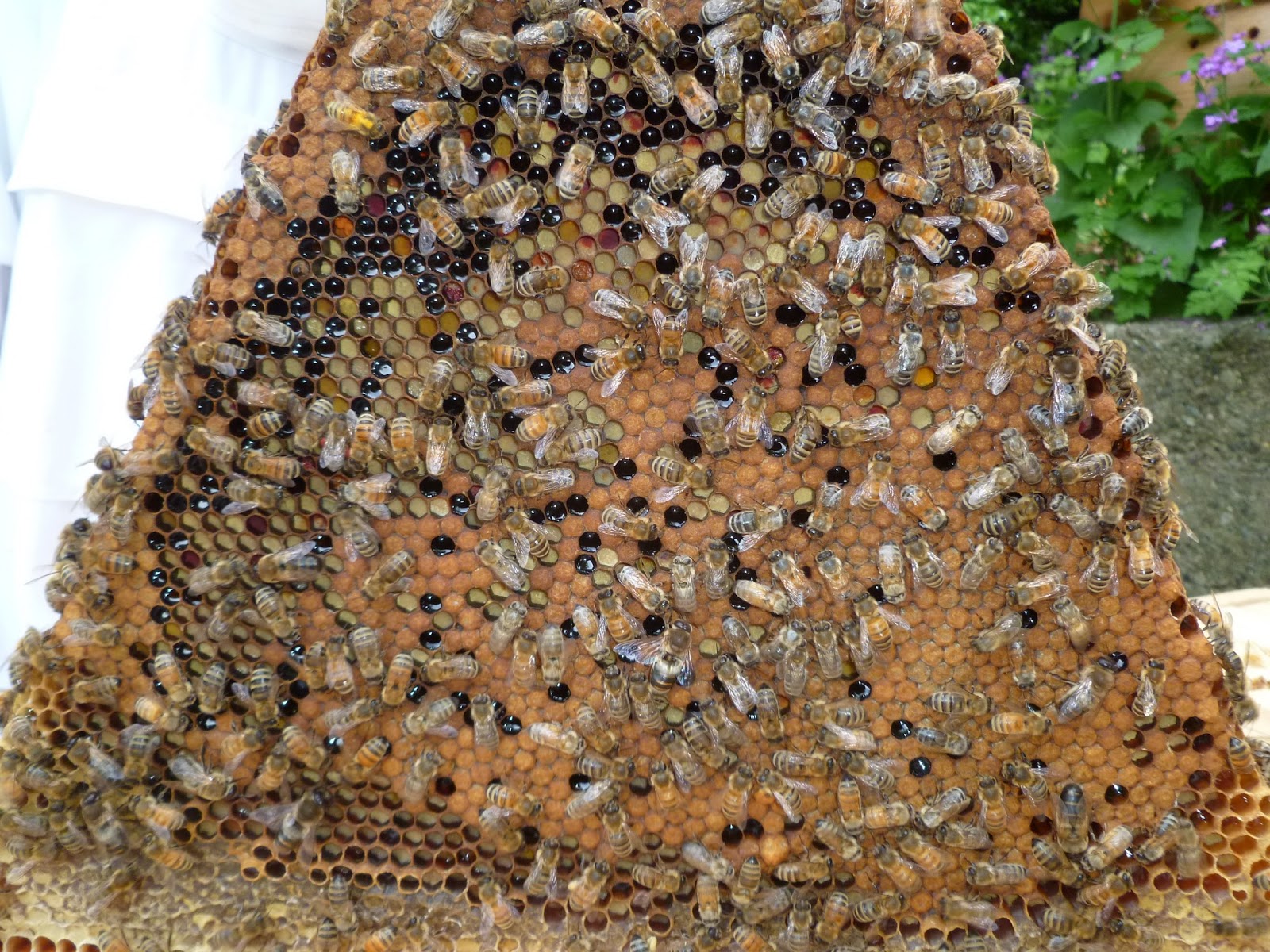 Queen Anne Bees: Getting Ready for the Blackberry Flow