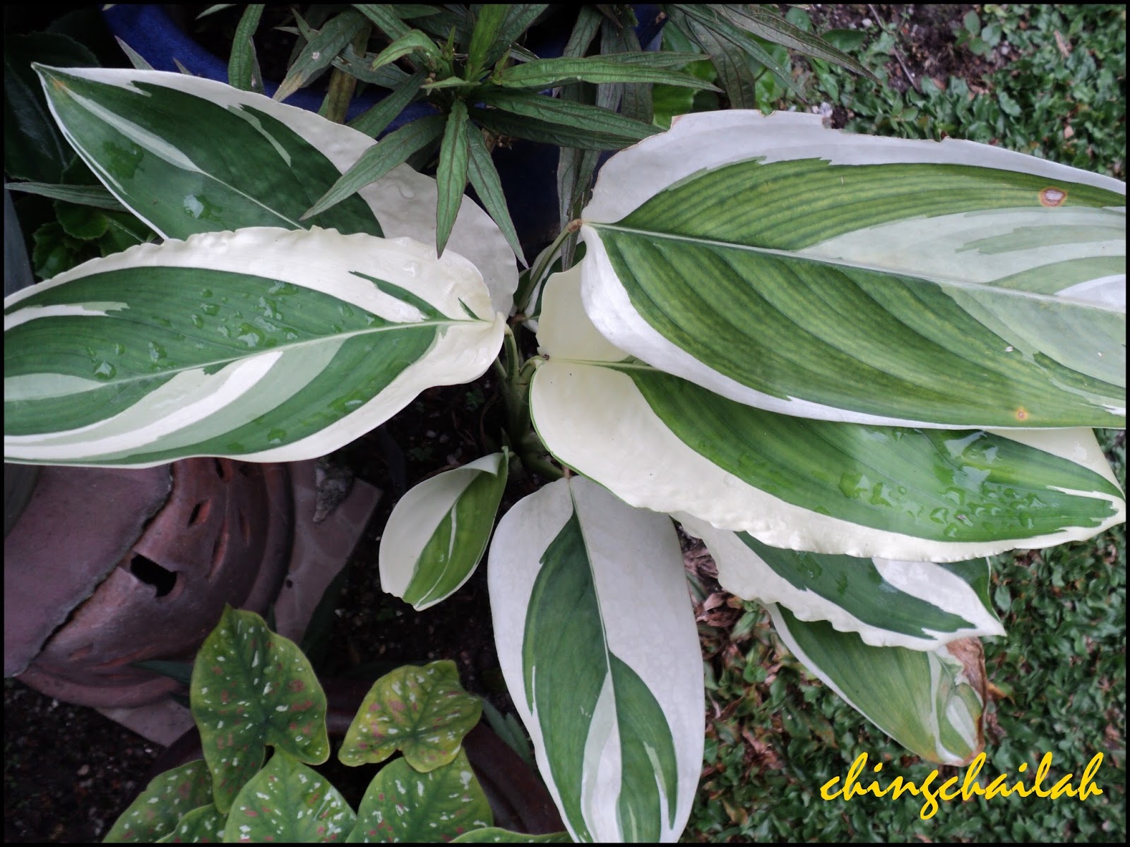 Simple Living In Nancy: Growing Variegated Araru Plants In My Garden