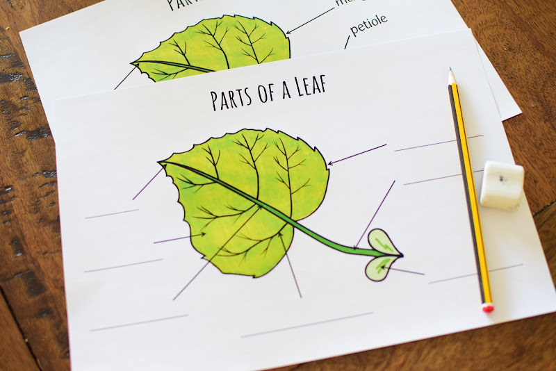 Parts Of A Leaf For Kids