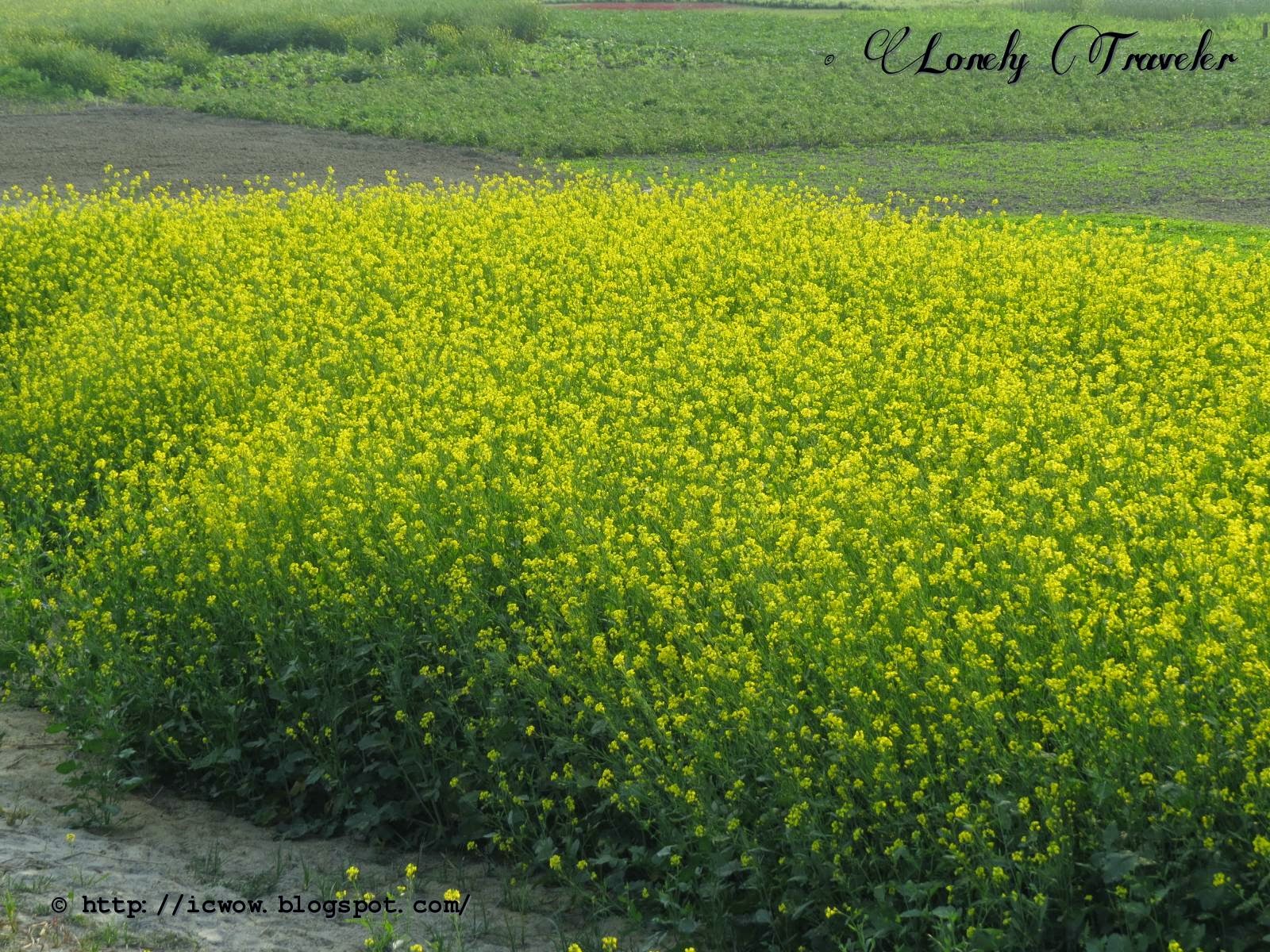 Mustard Flower (সরিষা ফুল) - Brassica juncea