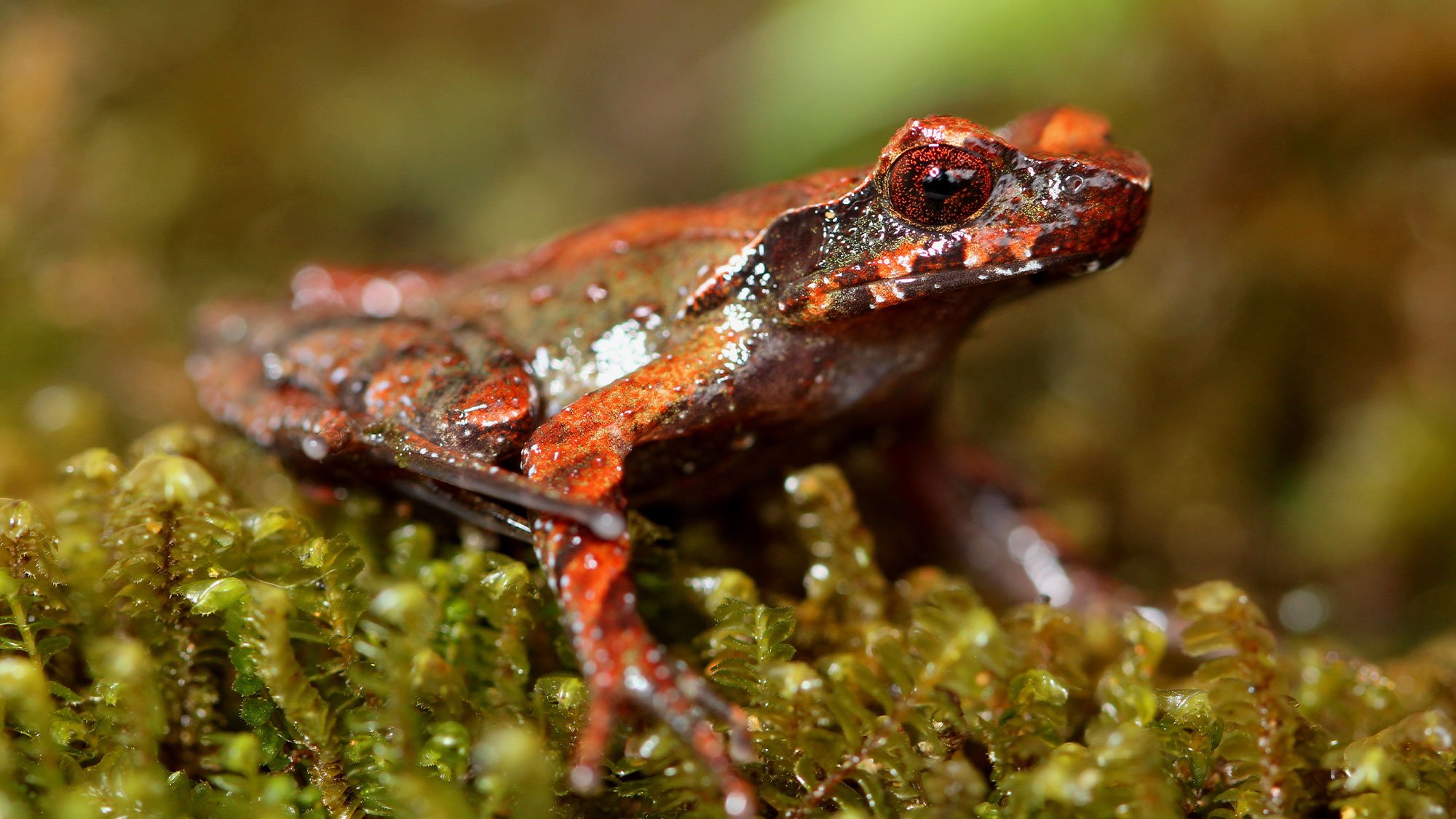 Species New to Science: [Herpetology • 2020] Megophrys frigida • A New ...