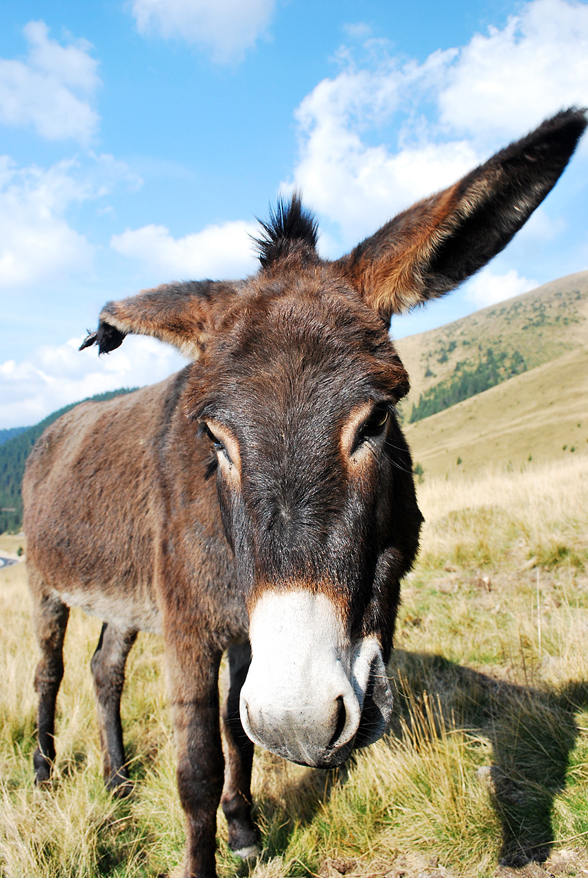 Gyávol Roland Photography: Donkey (II)