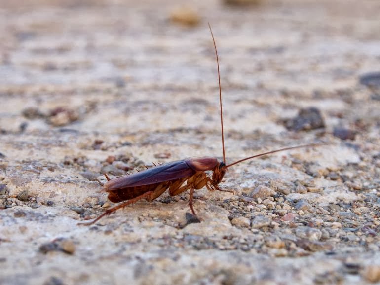 LinkNotes: Genetic Diversity of New York City Cockroaches