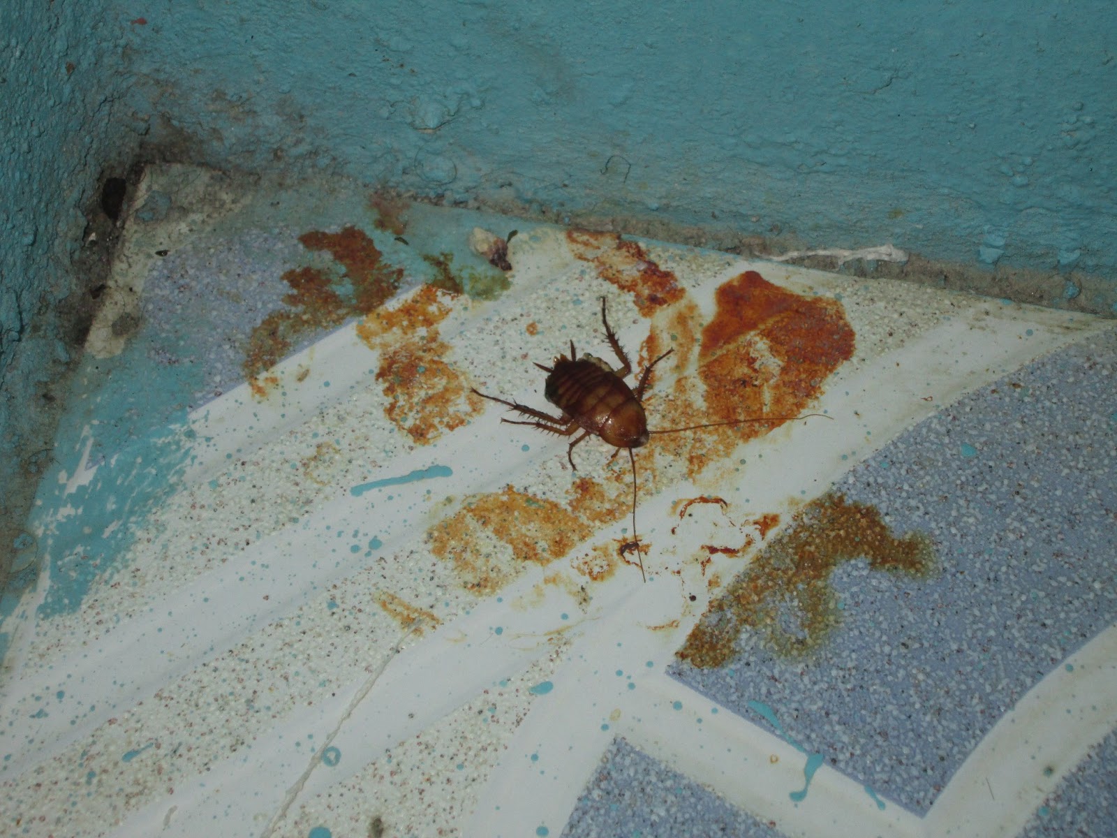 Jeff's Mission - Puerto Rico, San Juan: Cockroach