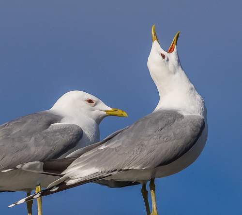 Mew gull photos | Birds of India | Bird World