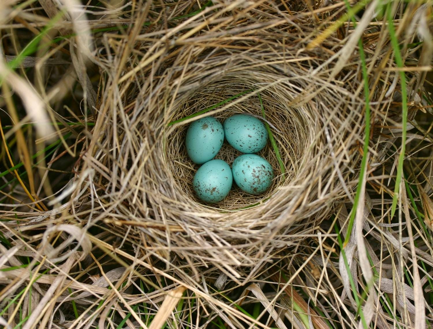 Help Me Grow: Are You "Nesting"?
