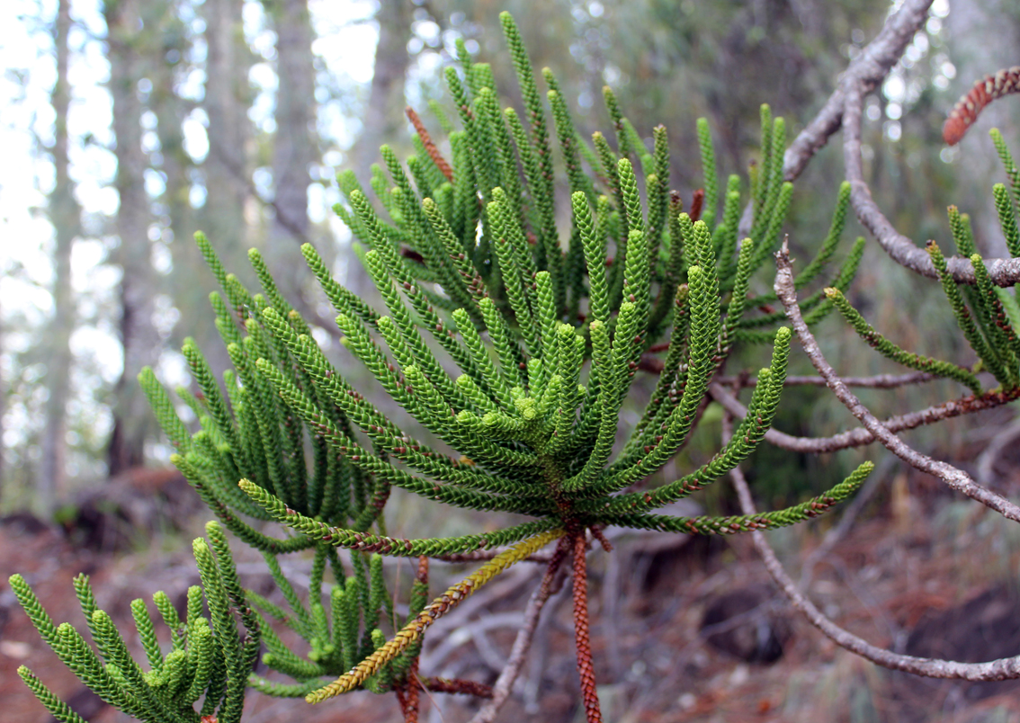 Du Vanuatu à l'île Macquarie, en Alaska, au Vietnam, au Groenland ...
