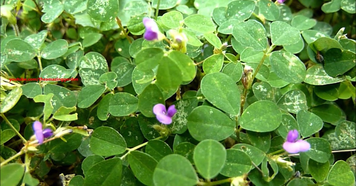 Weeds of Sri Lanka: Heen Undupiyaliya (හීන් උඳුපියලිය) Desmodium triflorum