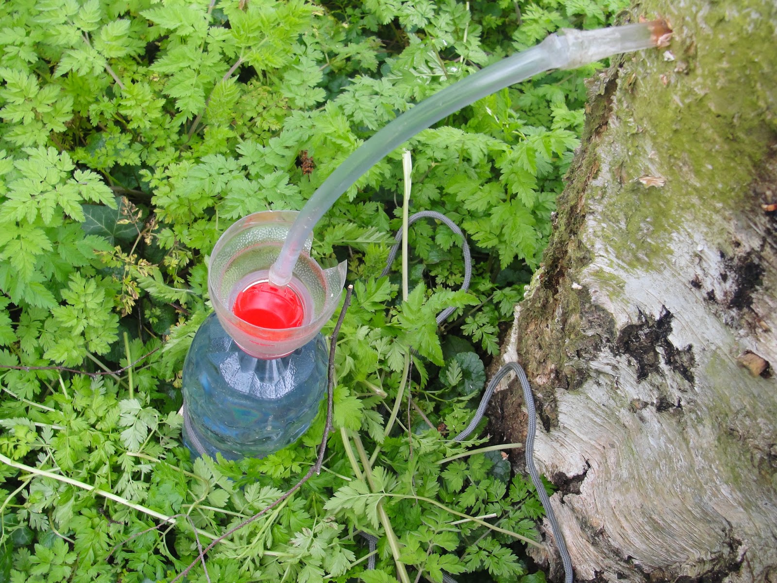 The Outdoor Traditionalist : My Homemade Birch Sap Collector