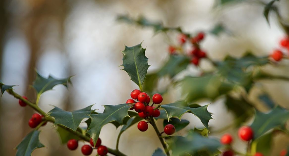 Phytospiritualité: Les 10 superpouvoirs du houx