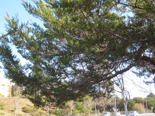 Trees of Santa Cruz County: Cupressus forbesii - Tecate Cypress