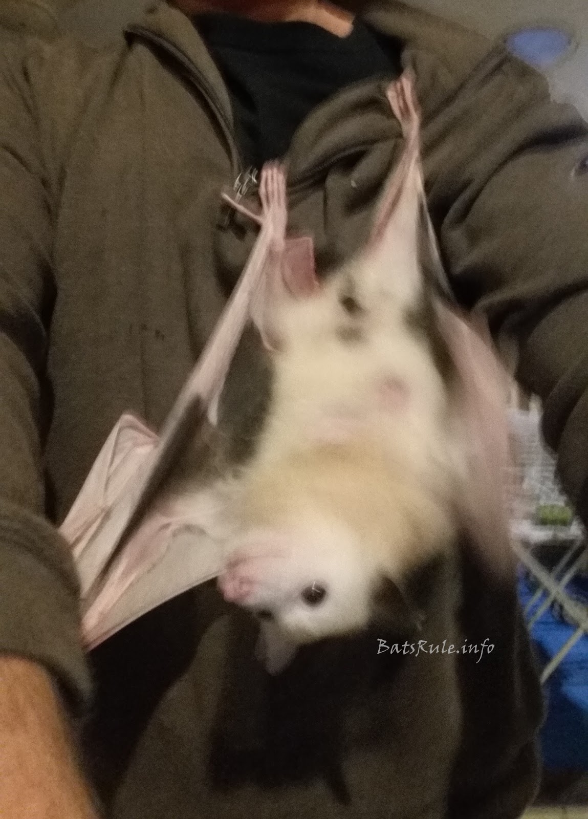 Tal'ngai Dha'run | Megabat | Leucistic Grey-headed (Flying-fox) (Fruit ...