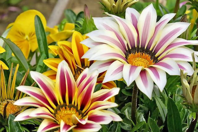 29 flower pictures 10flower photography tips, come to see our online ...