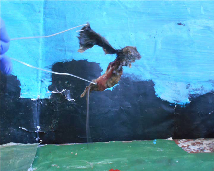 The Brutal Art of True Gore: 2019