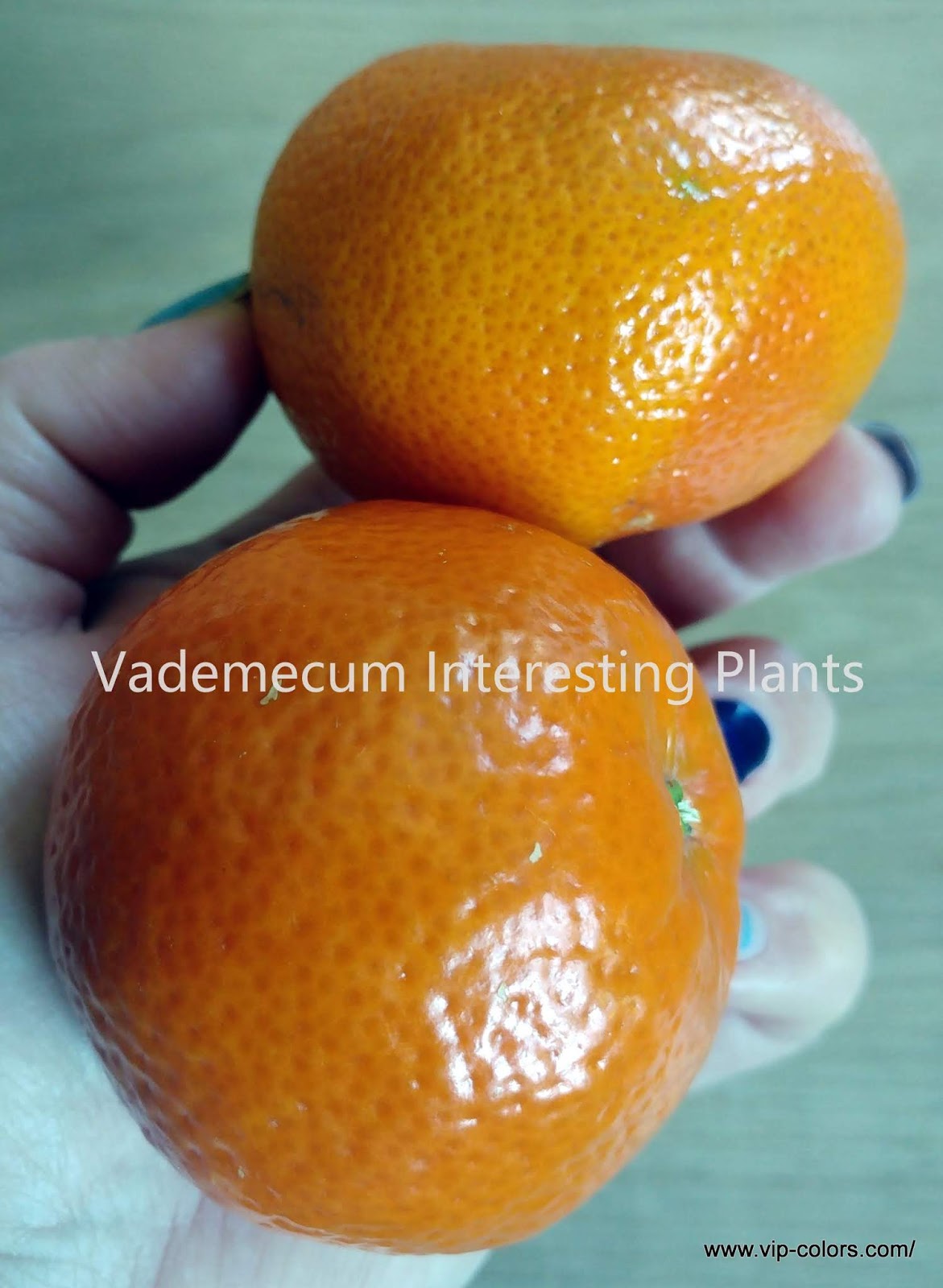 Vademecum Interesting Plants: Citrus reticulata - Mandarynka - Mandarin