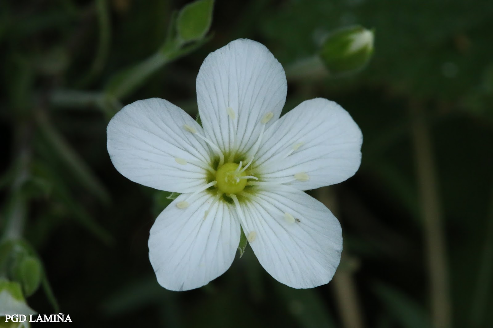 ARENARIA MONTANA. arenaria.