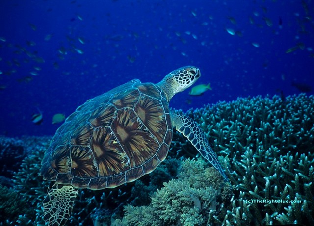 The Right Blue: 2013